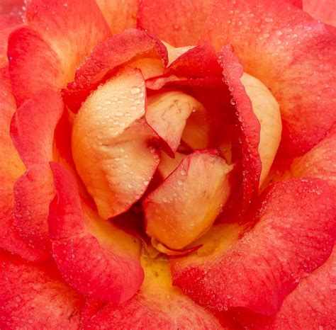 Edelrose Parfum de Grasse - Rosa Parfum de Grasse günstig kaufen