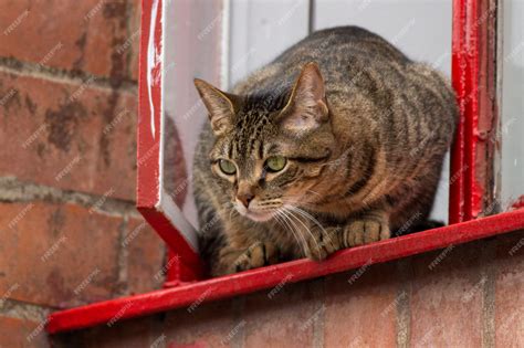 Premium Photo | The look of a cat