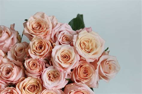 Rose Shimmer a perfect blend of elegance and durability