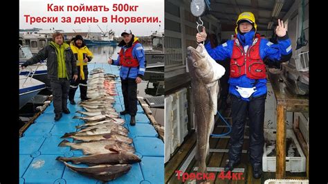 Рыбалка в Норвегии, поймали 500кг. Трески и Окуня. - YouTube