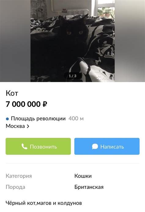 Продам квартиру, куплю кота и соль