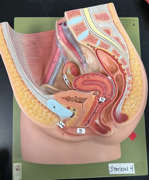 Reproductive Model Female #2 Diagram | Quizlet
