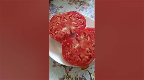 ОГРОМНЫЙ ТОМАТ КОРНЕЕВСКИЙ 🍅 - YouTube