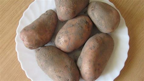 Картофель Славянка: описание сорта, фото, отзывы о вкусовых качествах и ...