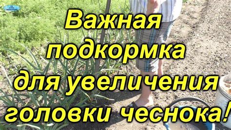 Чеснок-важная подкормка для увеличения головки! - YouTube