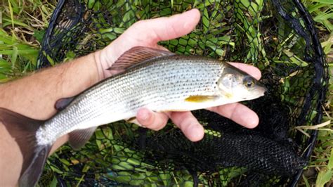 Grayling Gallery - Burton Mutual Angling Association