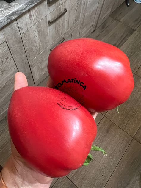 Репа розовая (Turnip pink) – Tomatinсa.ru