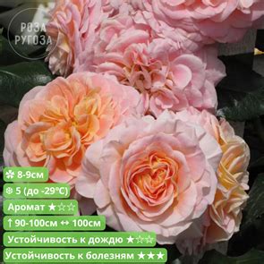 Питомник Роза Ругоза - Роза шраб Концерто 94 (Concerto 94) | Meilland ...