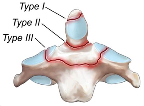 Dens Anatomy