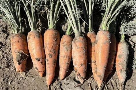 Аграрии осваивают технологию капельного орошения - Bossagro