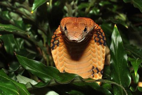 Королевская кобра | Spirit animal, King cobra, Animals