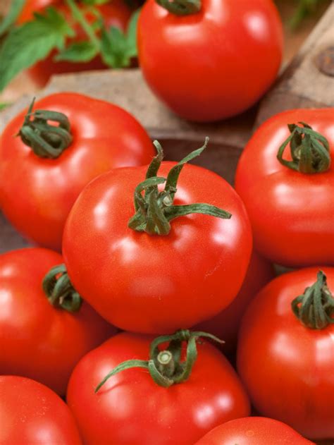 Tomato Moneymaker – Kings Seeds Direct