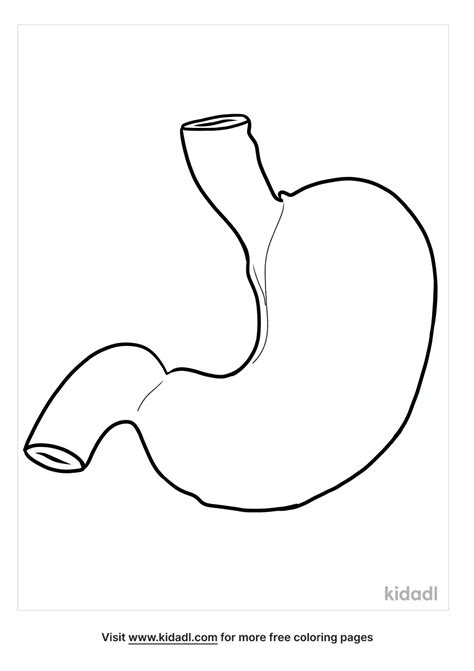 Digestive Urinary Stomach Printable Anatomie Biologie Ausmalbilder ...