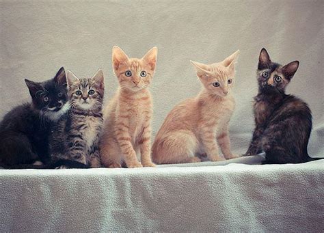 Чем и как кормить котят? :: SYL.ru