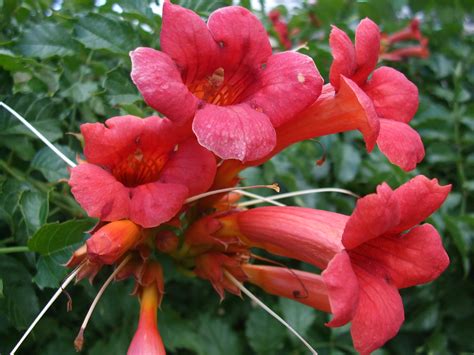 les fleurs de mon jardin