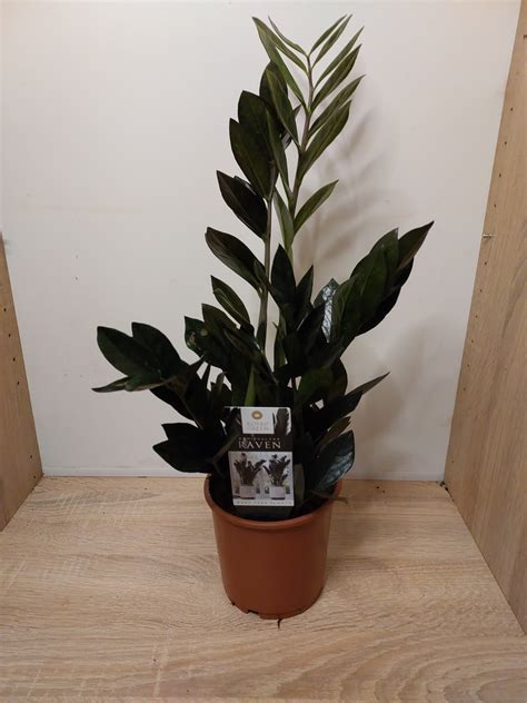 Замиокулькас, Черный ворон Равен Zamioculcas Raven, 55см, цена 690 грн ...