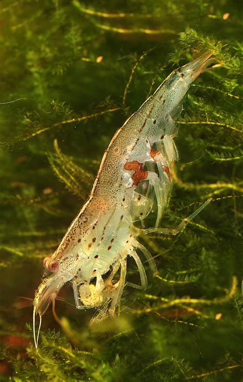Caridina multidentata | это... Что такое Caridina multidentata?