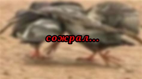 сожрал... - YouTube
