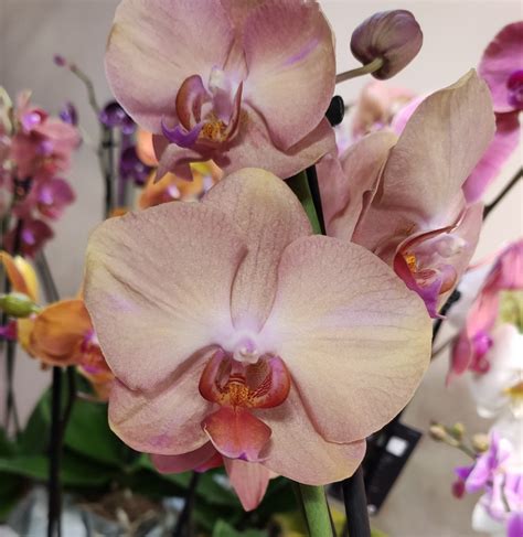 Орхидея Phalaenopsis (отцвёл)