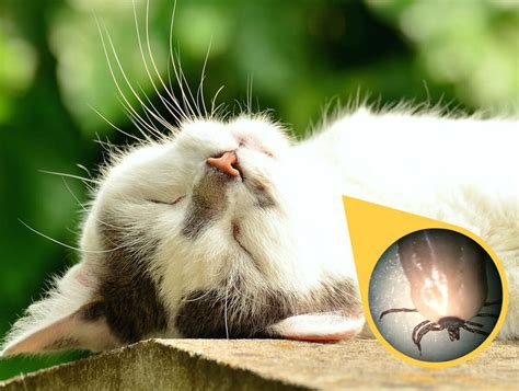 Иксодовые клещи у кошек и котов | фото, лечение, средства