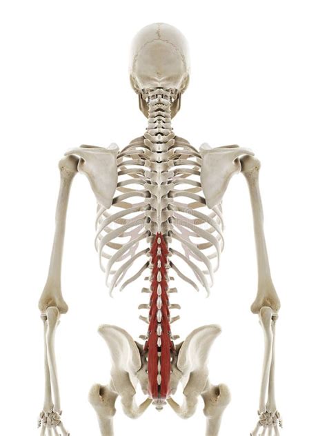 Multifidus stock illustrationer. Illustration av medicinskt - 162290213