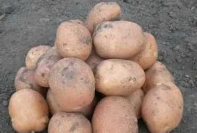 Картофель Луговской