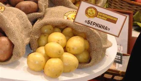 Картофель Бернина: описание сорта, посадка, уход, фото, отзывы