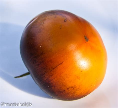 Tomat Lucid Gem