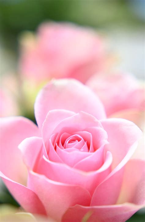 119,801+ Best Free Flower pink Stock Photos & Images · 100% Royalty ...