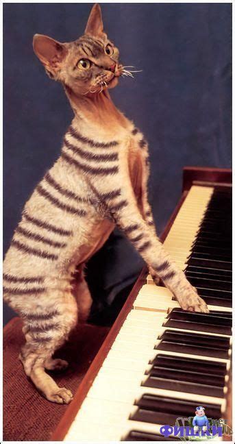 Кошачий боди арт