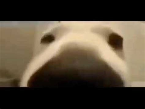 собака жёстко нюхает - YouTube