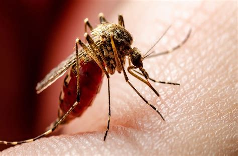 Kaso ng Dengue at Leptospirosis sa Quezon City, sumirit!
