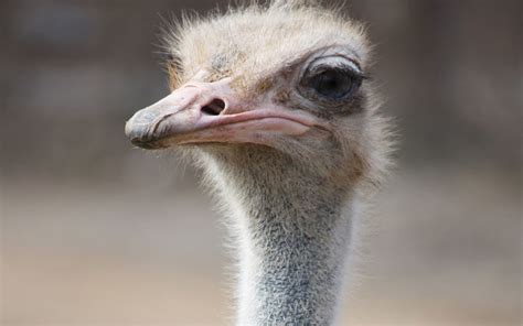 Ostrich | Hope Zoo
