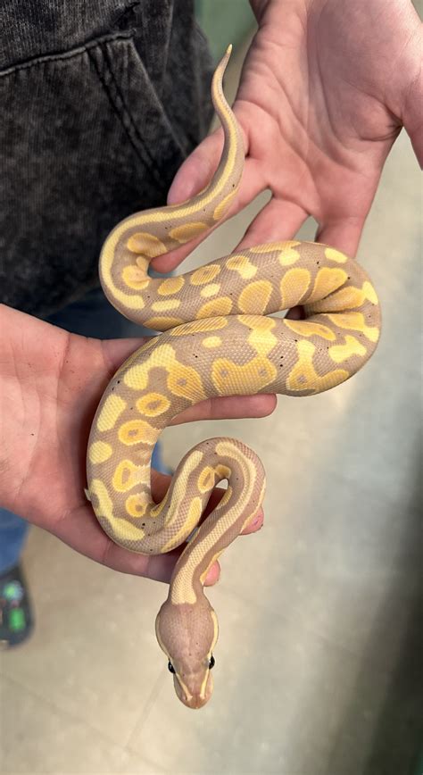 Python regius 'Ball Python' Banana Male #1-Pyt.regius-BanaPi