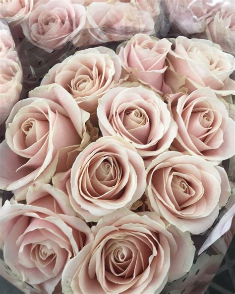 Нежнейшая нюдовая роза Свит Аваланч 🍑 | Pretty flowers, Flowers, Rose