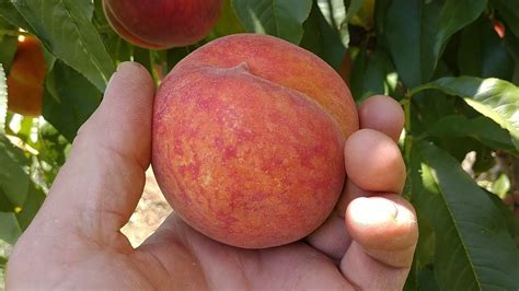 Персик Эрли Стар. peach Early Star. Новый, ранний сорт с хорошим вкусом ...