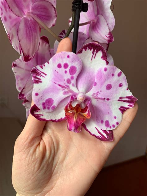 Phal. Magic Art 🦋 | Фиолетовые орхидеи, Орхидея, Орхидеи