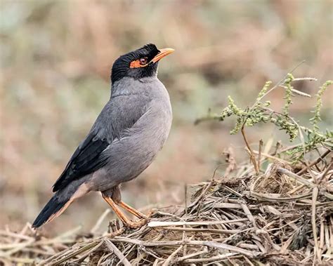 Bank myna - Facts, Diet, Habitat & Pictures on Animalia.bio