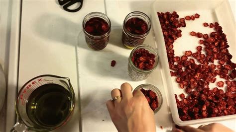Масло из косточек вишни полезные свойства и противопоказания – применение