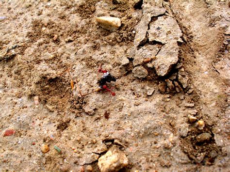 Ant City 5 by EnforcedCrowd on DeviantArt
