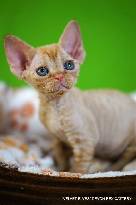 🐾 Питомник кошек Девон Рекс в Москве, купить котенка девон рекс, фото и ...