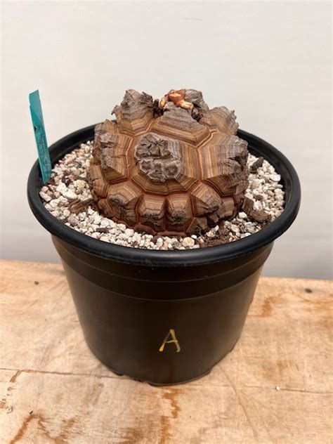 Dioscorea elephantipes 3 gallon specimen A - Botanic Wonders