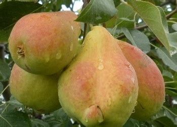 Груша Купава: описание и достоинства сорта - Сибирский Оазис