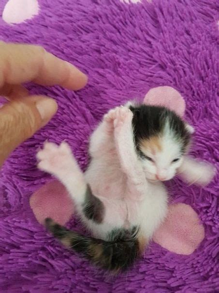 Ты котик | Милые котики, Котята, Смешные котята