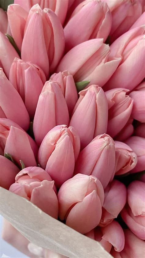 Flowers 🌺 on Twitter | Тюльпаны, Фотография цветов, Розовые тюльпаны