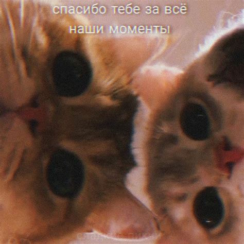 Спасибо тебе за всё! | Котята, Смешные открытки, Мемы