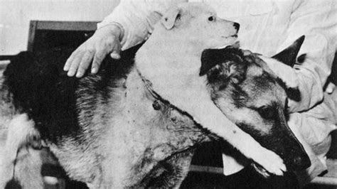 Human head transplant: Sergio Canavero’s historical inspiration
