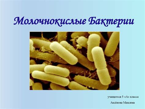 Молочнокислые бактерии. 5 класс - презентация онлайн