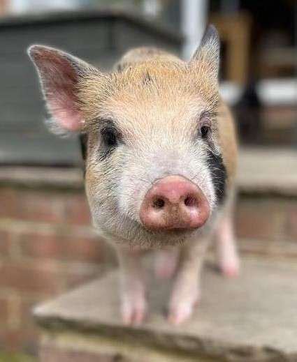 Pigs For Sale - Every Pig Rescue Service