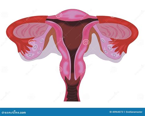 Anatomia della vagina illustrazione di stock. Illustrazione di ...
